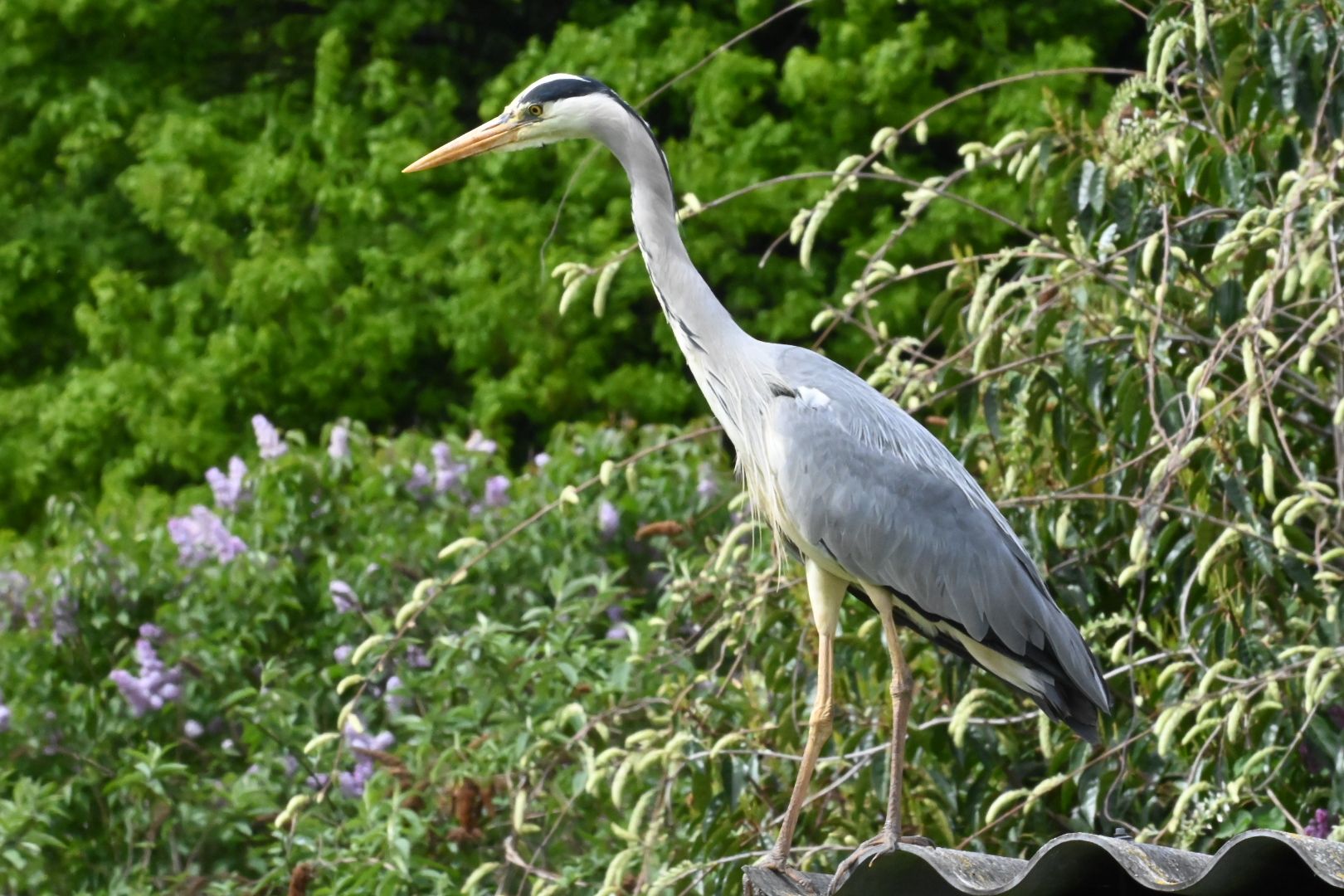 Blauwe reiger bezoek